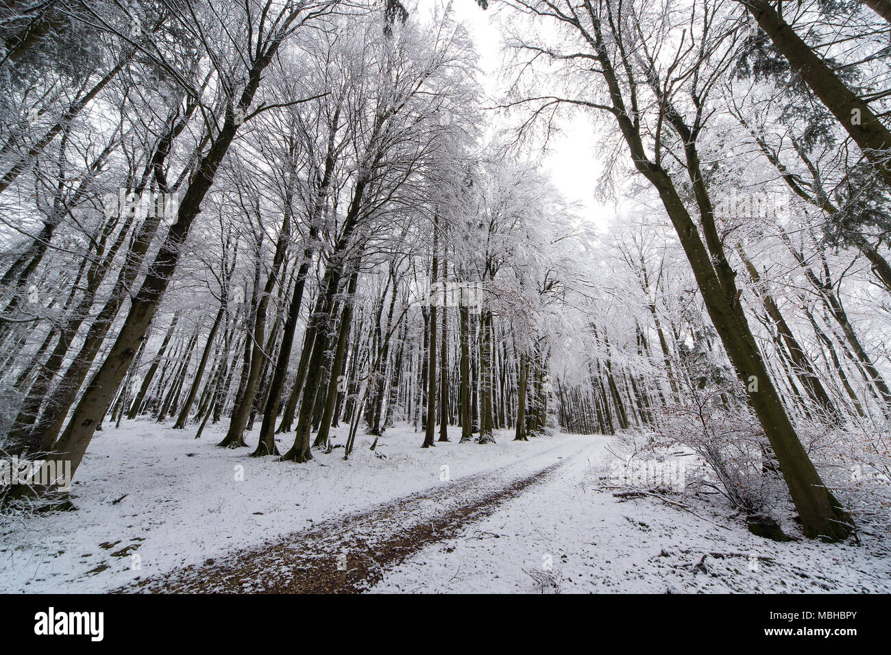 Winter countryside scene, snow covered trees, icy road, frosty ...