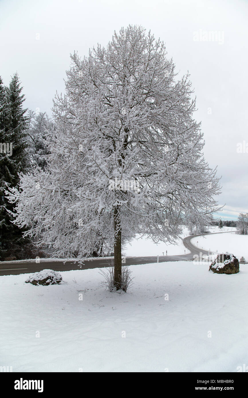 Winter countryside scene, snow covered trees, icy road, frosty ...