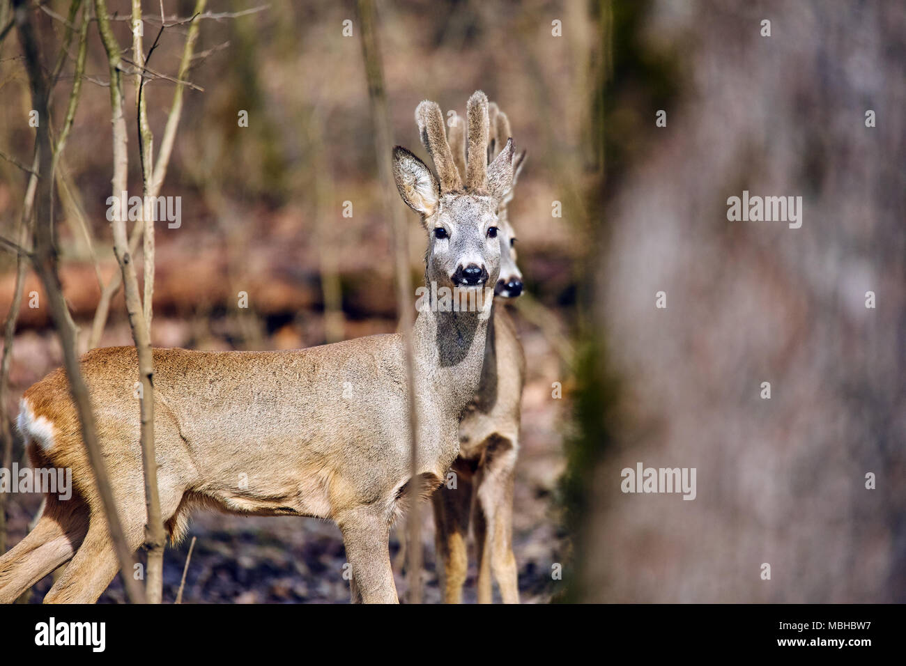 Roe deer buck in the forest at springtime Stock Photo - Alamy