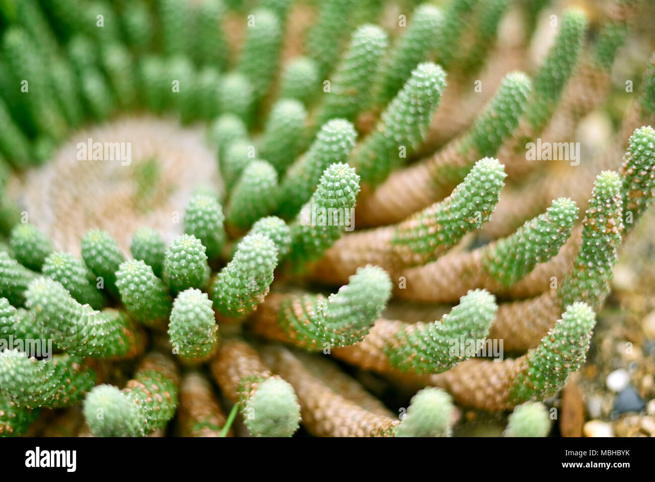 Green cactus hi-res stock photography and images - Alamy