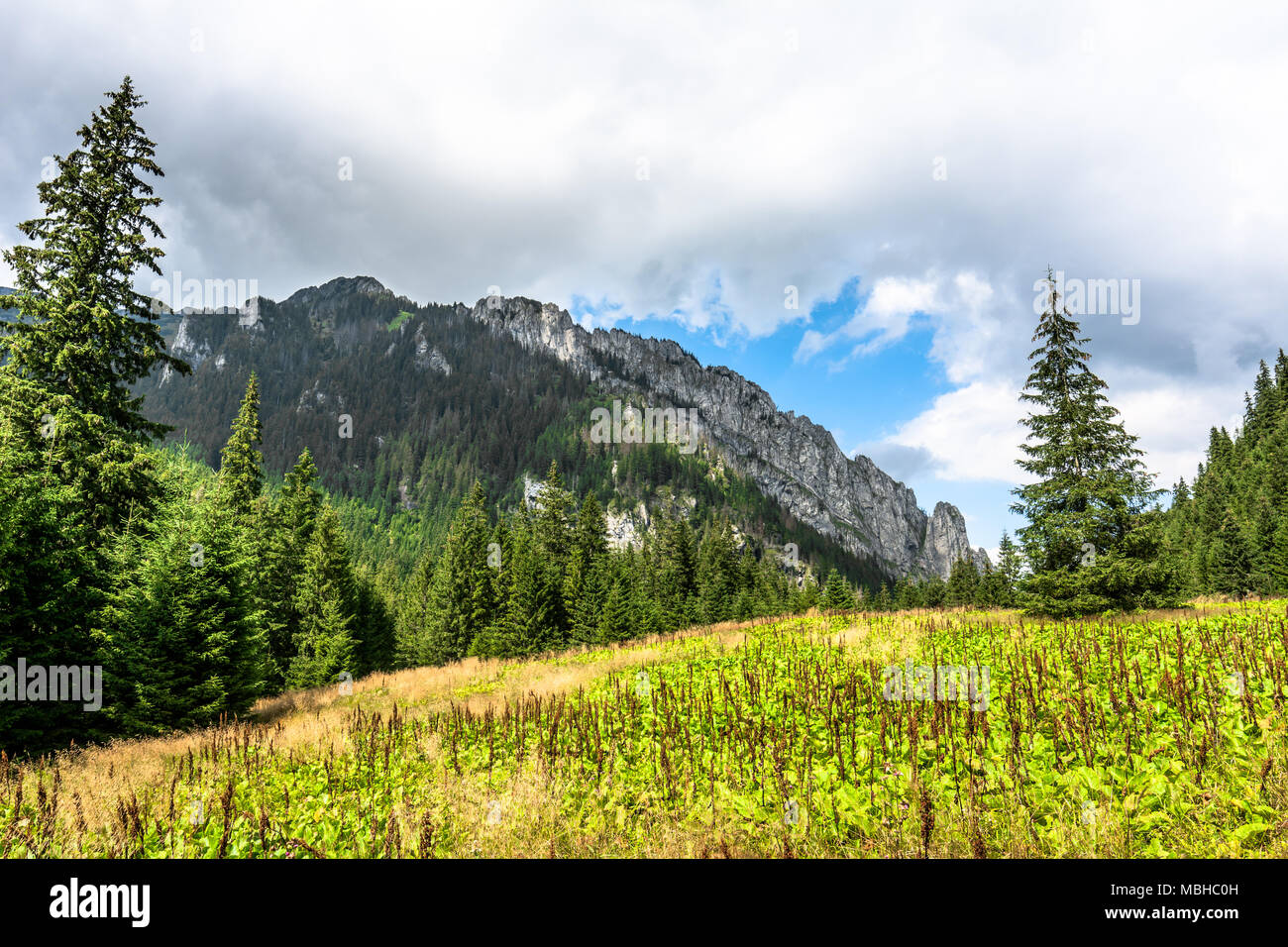 Landscape of mountains with spring meadow, valley with pine forest and ...