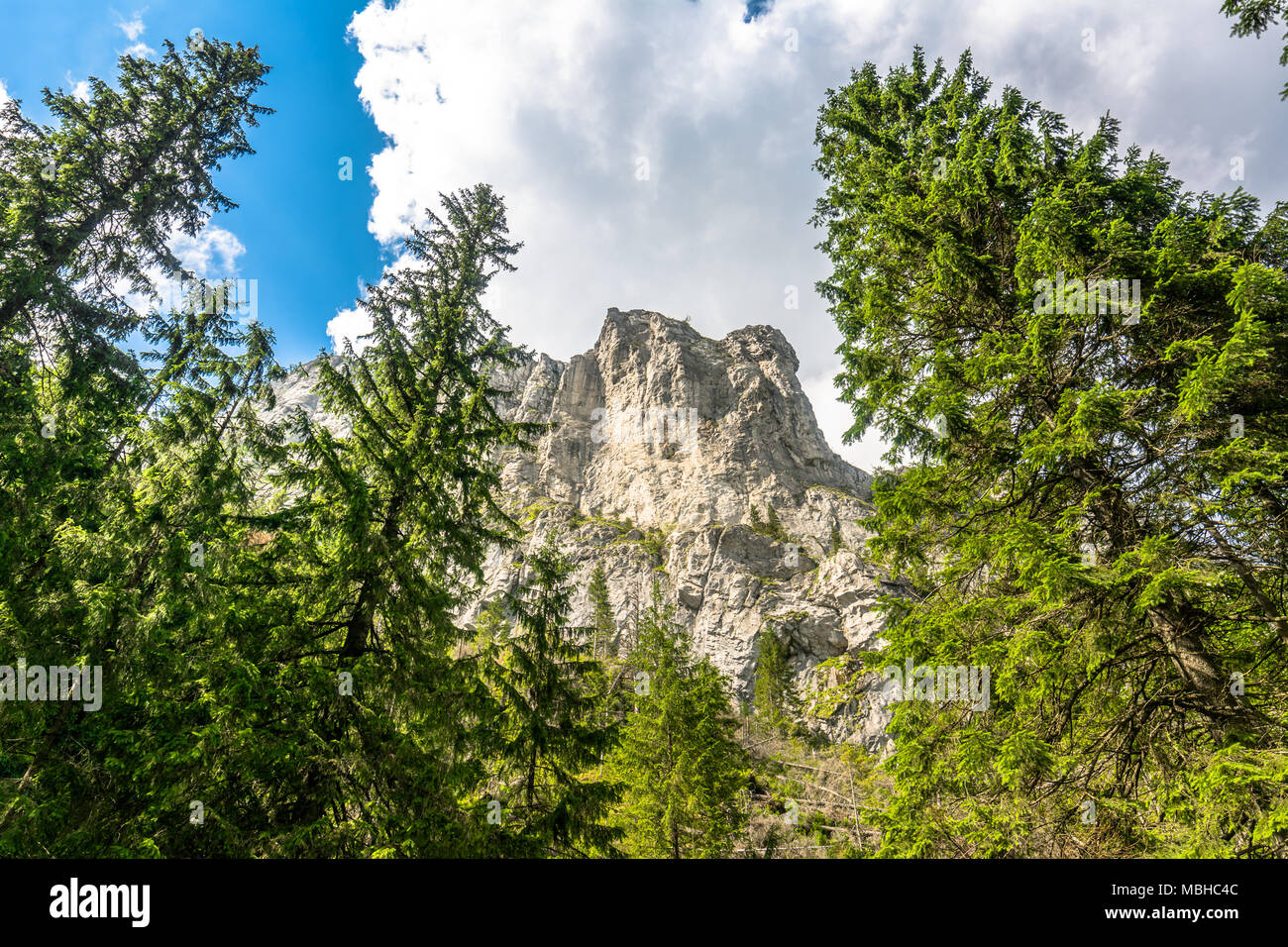 Top of mountain, landscape with spring forest Stock Photo - Alamy