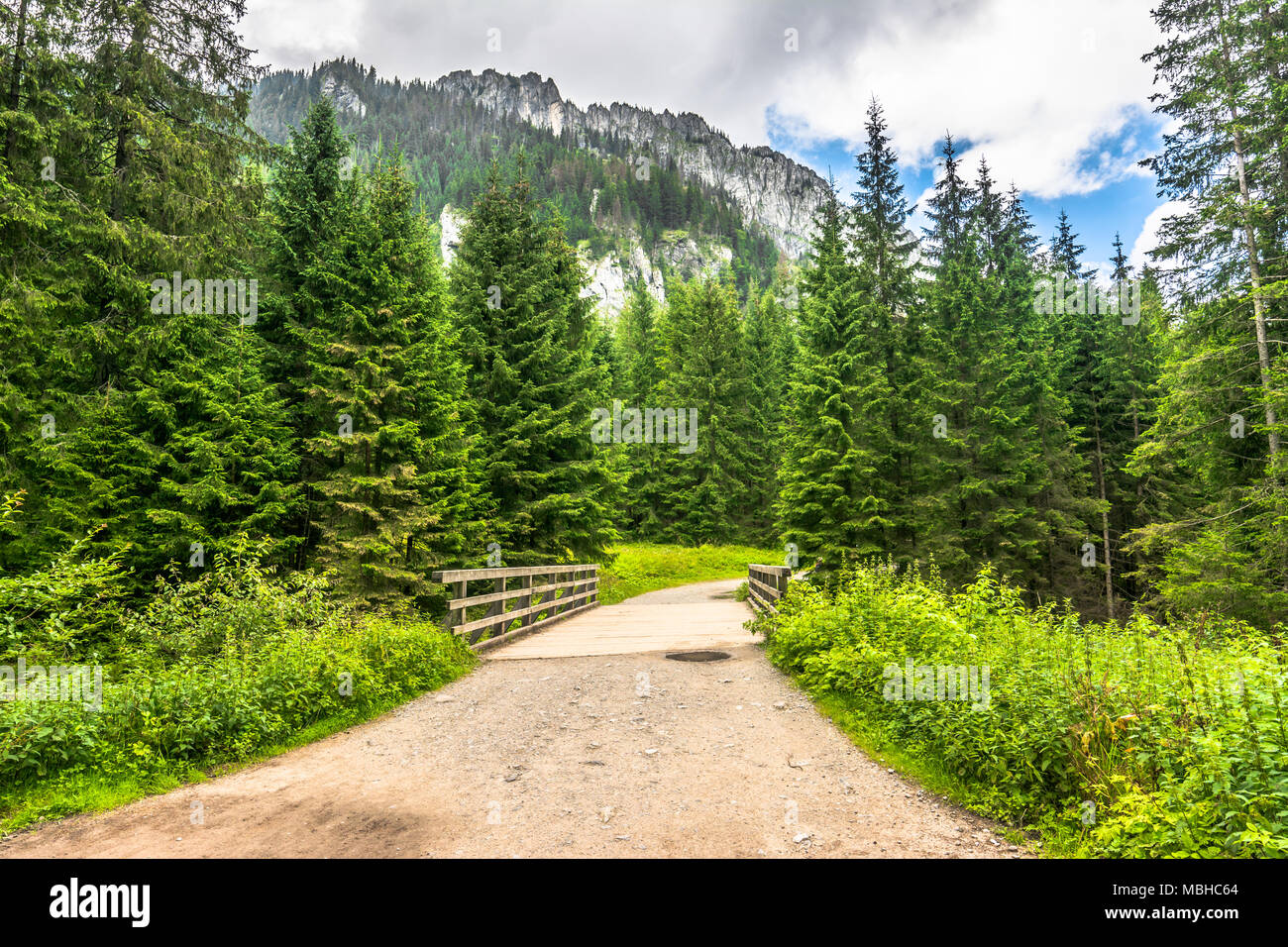 Path in mountains for hiking tourist, trail through pine forest, spring ...