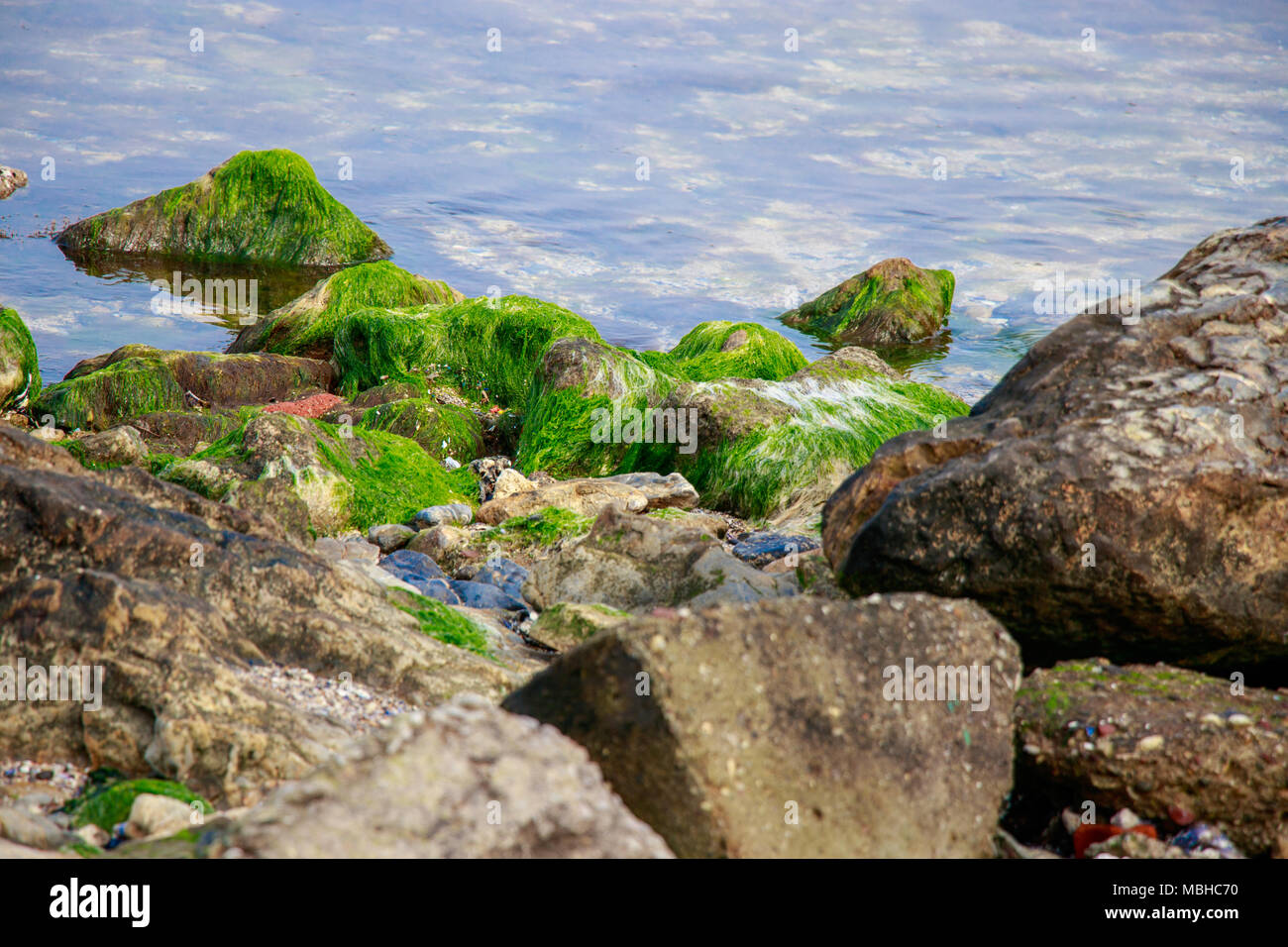 Green algae rock stone hi-res stock photography and images - Alamy