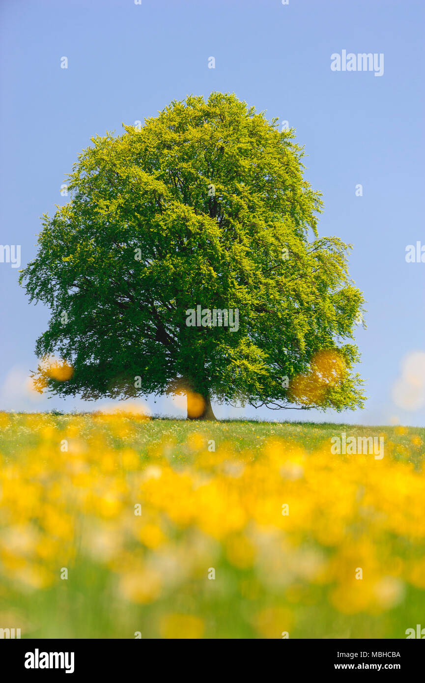 single big beech tree in field with perfect treetop Stock Photo - Alamy