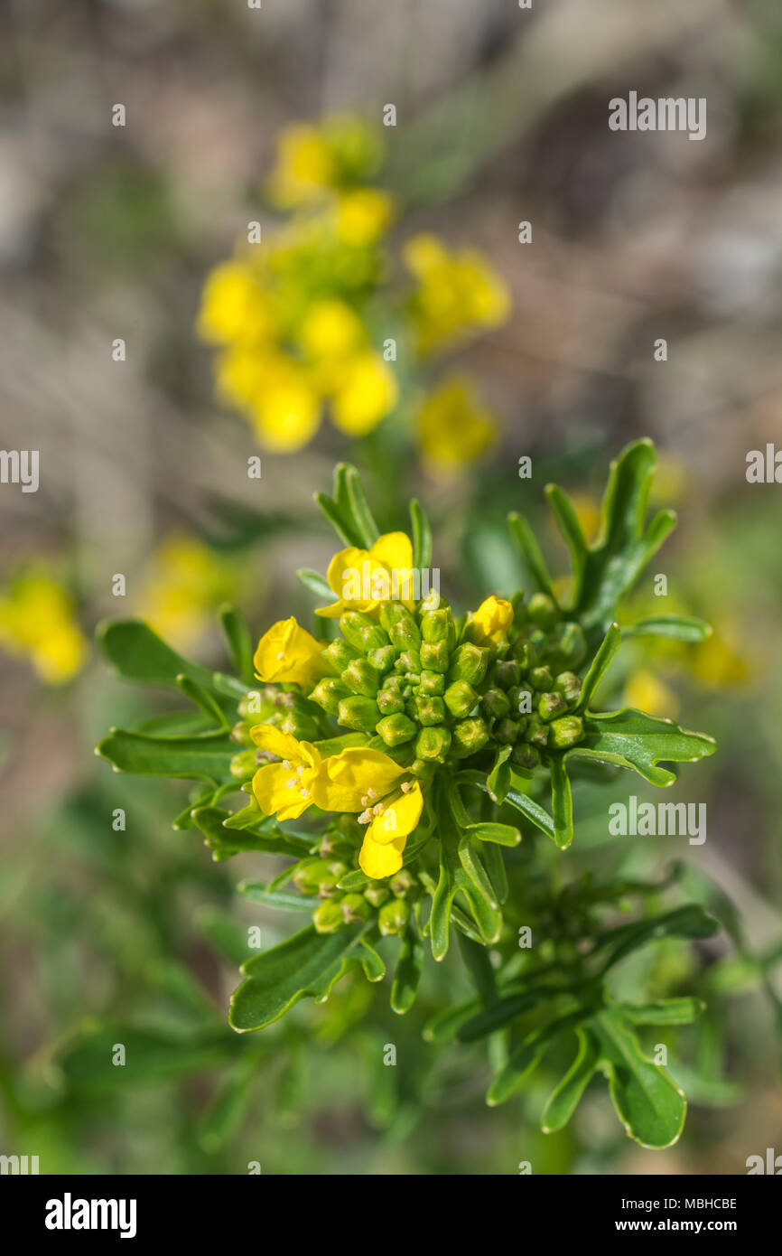 Gewoon barbarakruid hi-res stock photography and images - Alamy