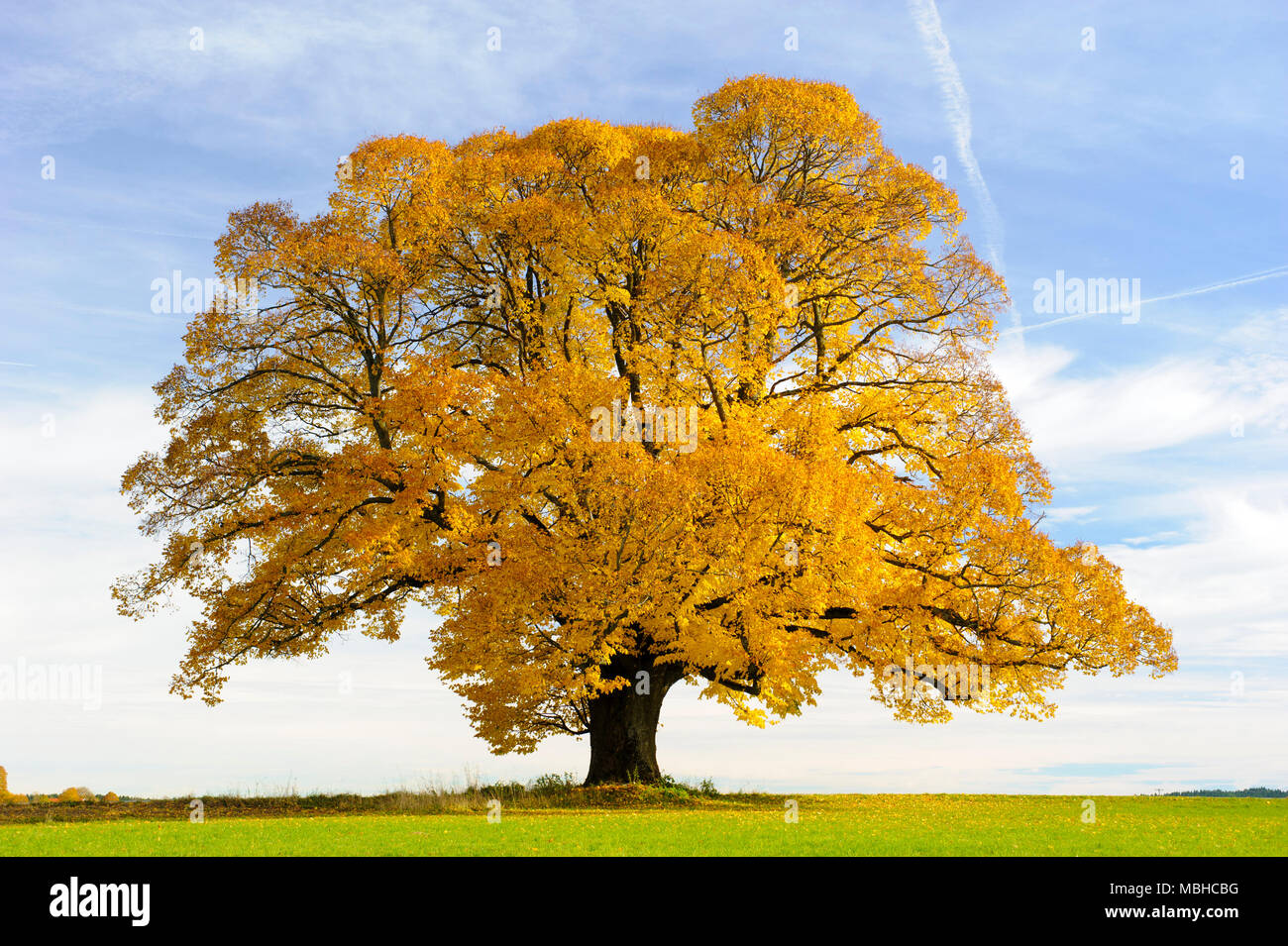 Fall color big linden hi-res stock photography and images - Alamy