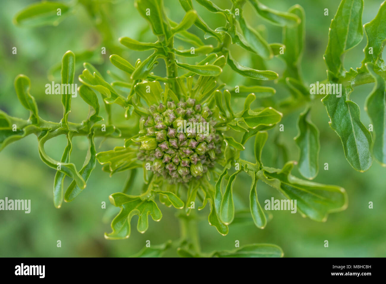 Barbaree officinale hi-res stock photography and images - Alamy