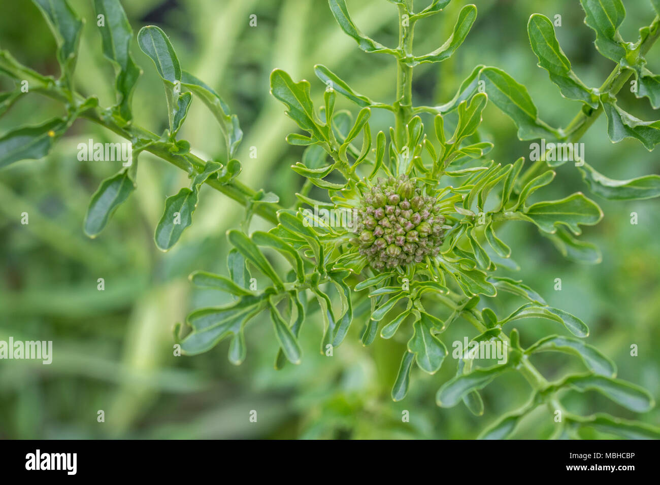 Gorczycznik pospolity hi-res stock photography and images - Alamy