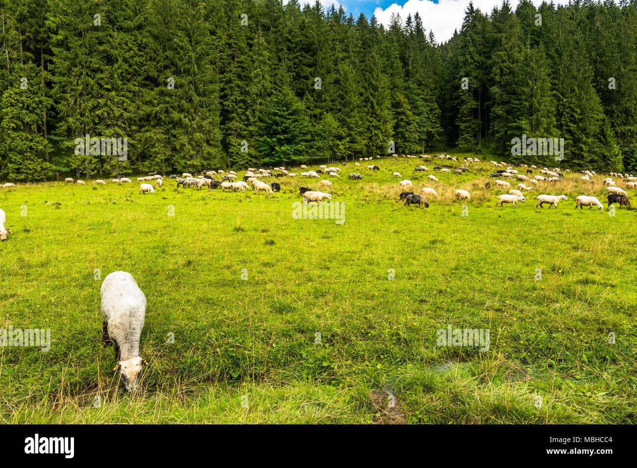 Green field with sheep hi-res stock photography and images - Alamy