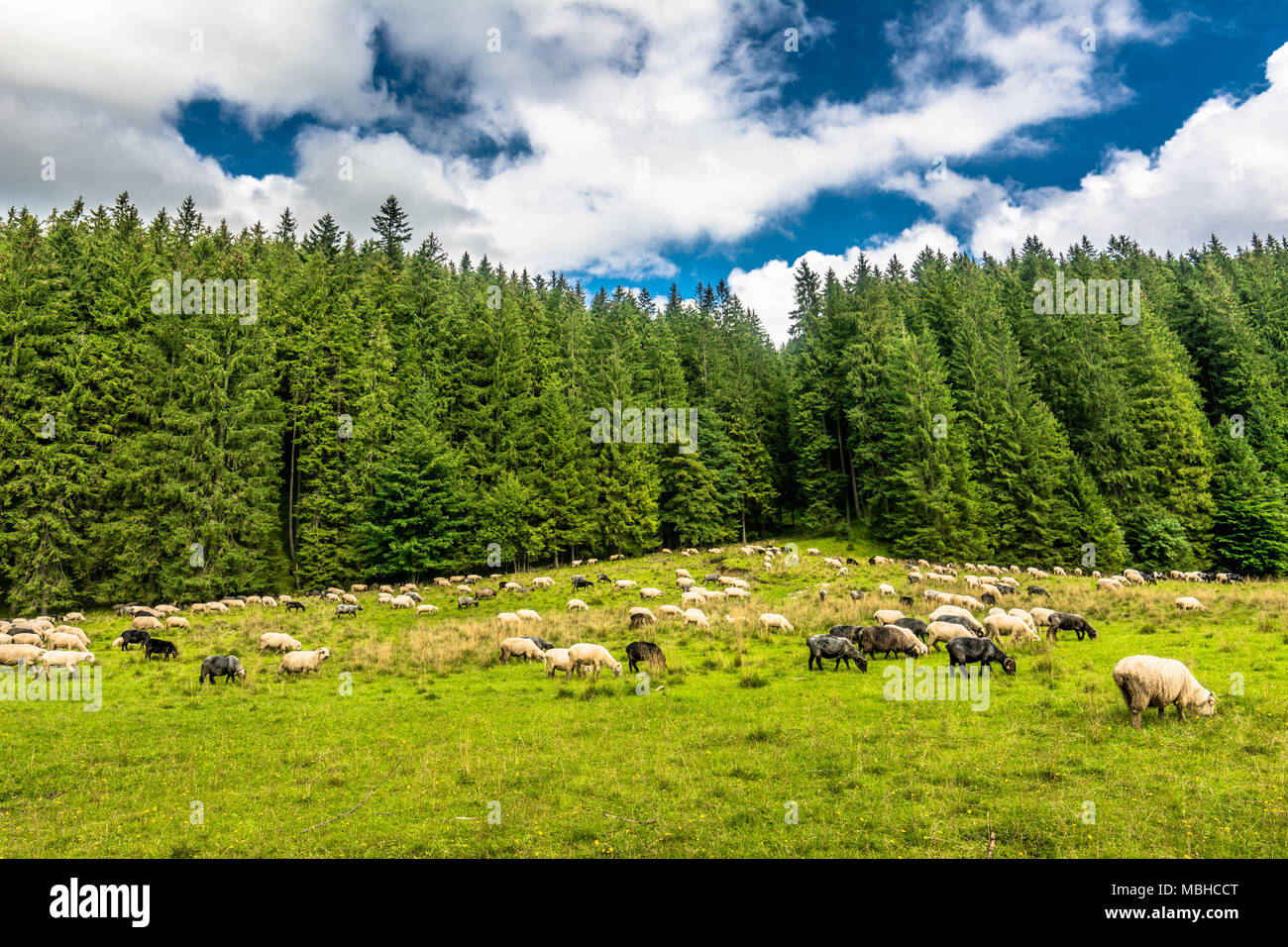 Green field with sheep hi-res stock photography and images - Alamy