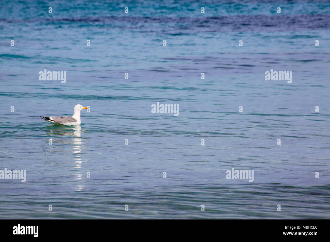 seagull carried by the gentle sea waves photographed from the ...