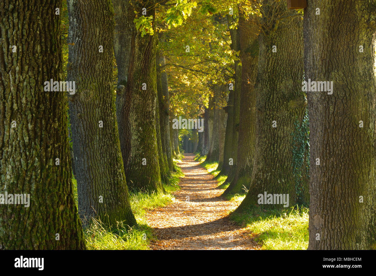 Avenue of old oak trees hi-res stock photography and images - Alamy