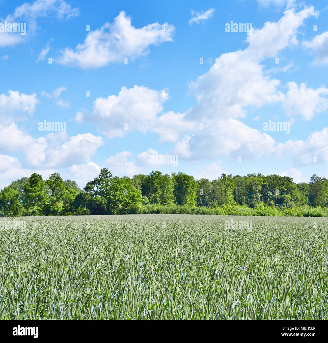 Rye field in the sun with green ears of rye and blue sky with fluffy ...
