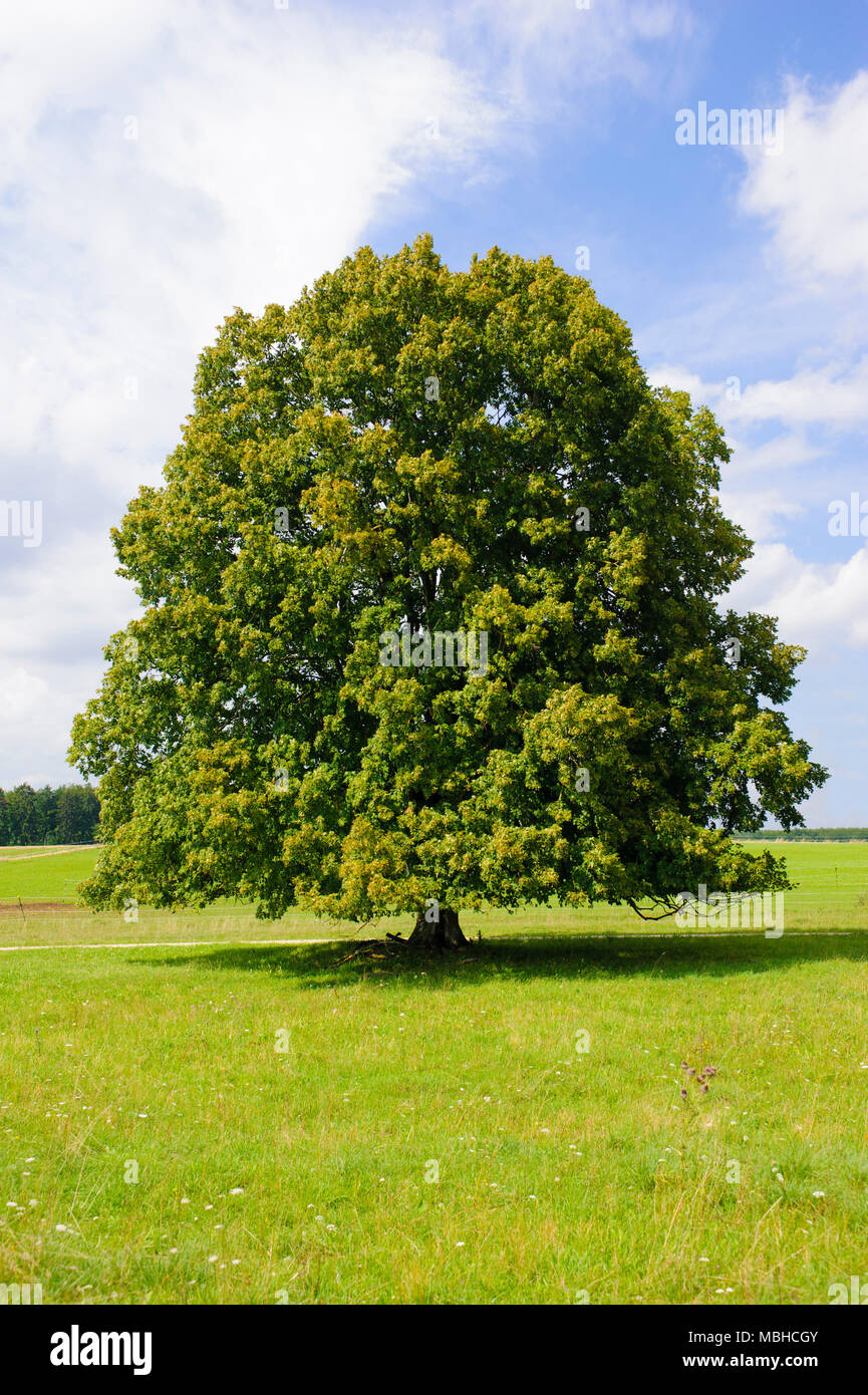 single big linden tree in field with perfect treetop Stock Photo - Alamy