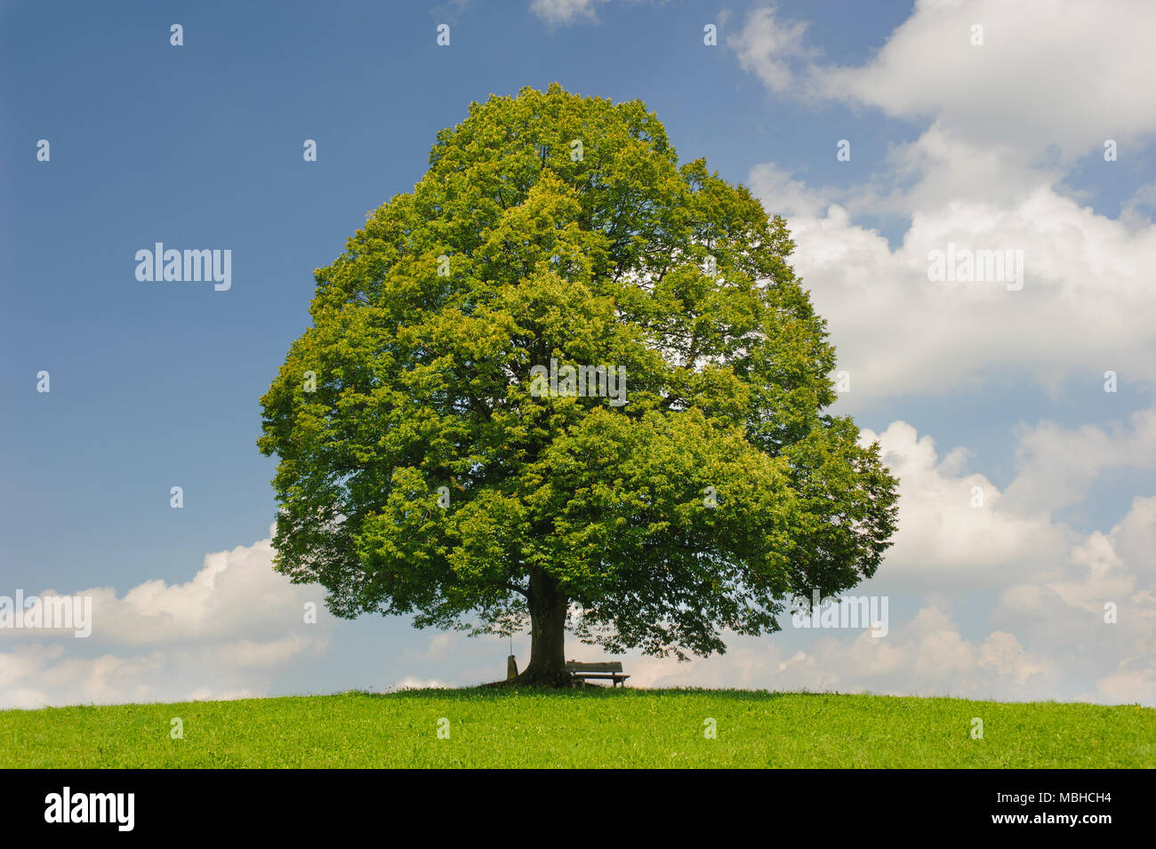 Single tree in nature hi-res stock photography and images - Alamy