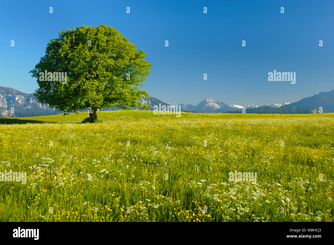 single big beech tree in field with perfect treetop Stock Photo - Alamy