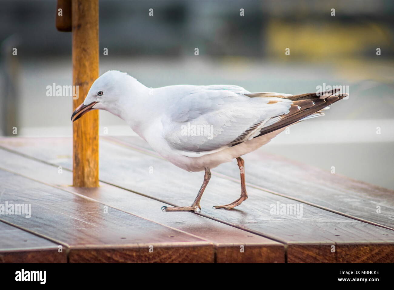 Picnic table wildlife hi-res stock photography and images - Alamy