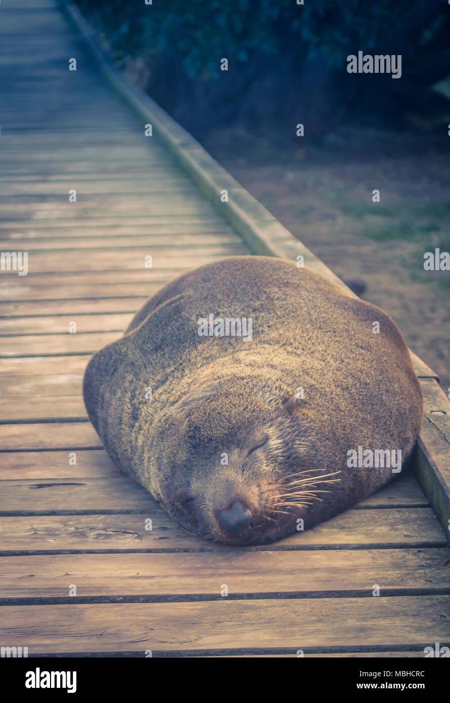 Cute fur seal sleeping hi-res stock photography and images - Alamy