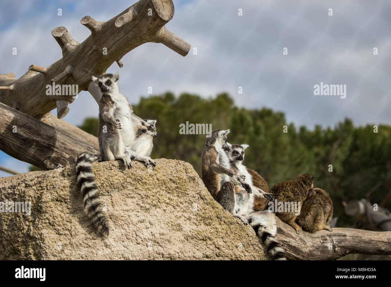 Lemur of Madagascar sunbathing on a rock Stock Photo - Alamy