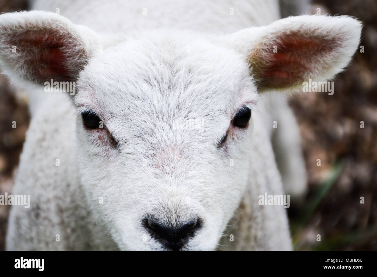 Holland lamb hi-res stock photography and images - Alamy