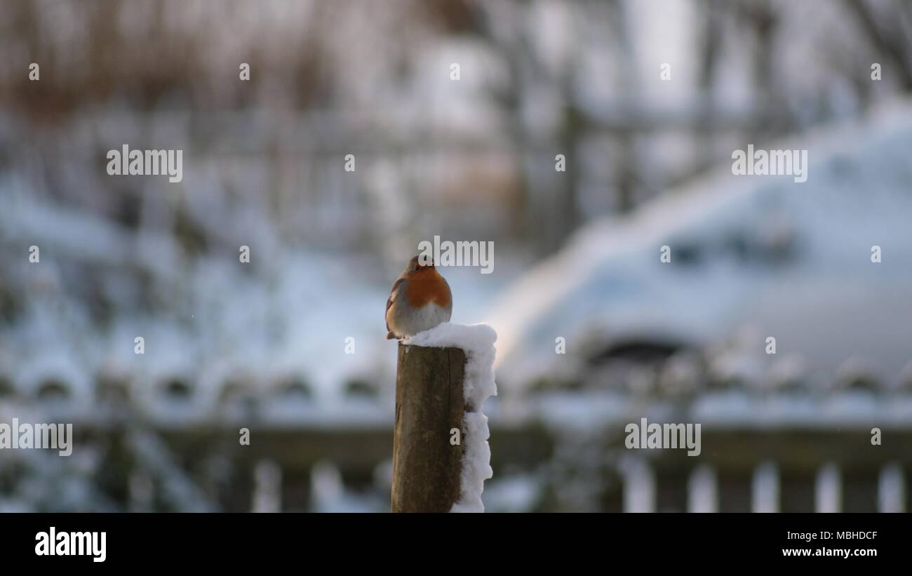 Scottish garden bird hi-res stock photography and images - Alamy