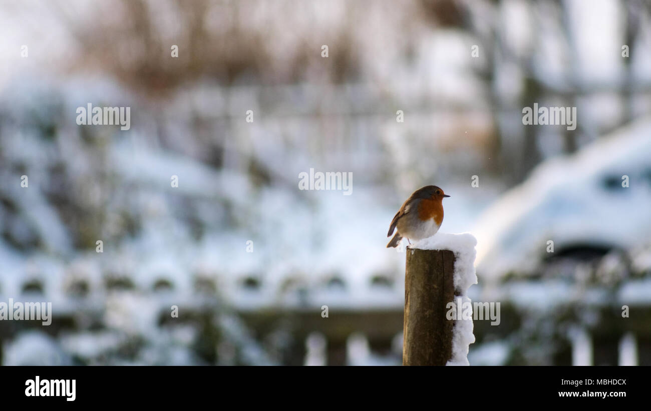 Robins snow winter hi-res stock photography and images - Alamy