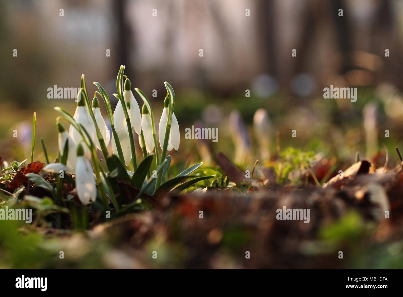 Snowdrops emerged from fallen leaves Stock Photo - Alamy