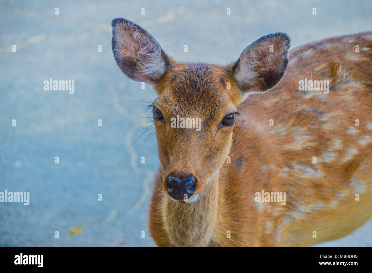 Close Up Deer Eye Ear High Resolution Stock Photography and Images - Alamy