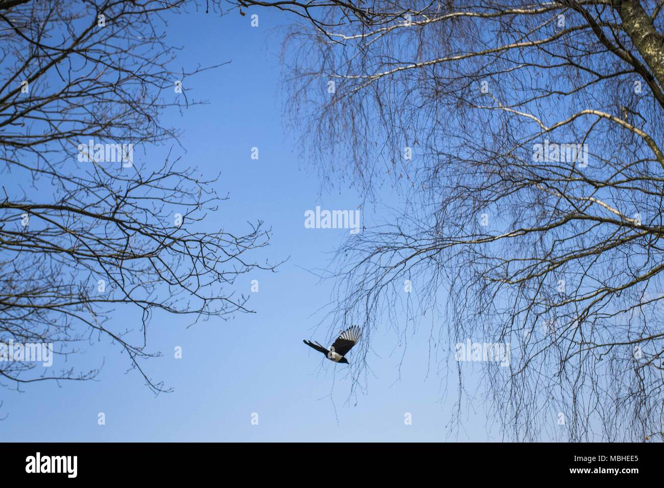 Poznan, Wielkopolska, Poland. 10th Apr, 2018. By the biologist's eyes ...