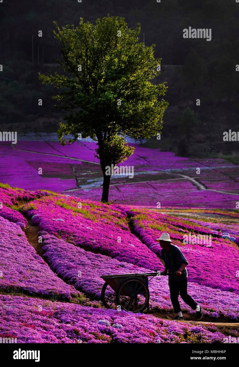 Huoshan. 10th Apr, 2018. Photo taken on April 10, 2018 shows lantana ...