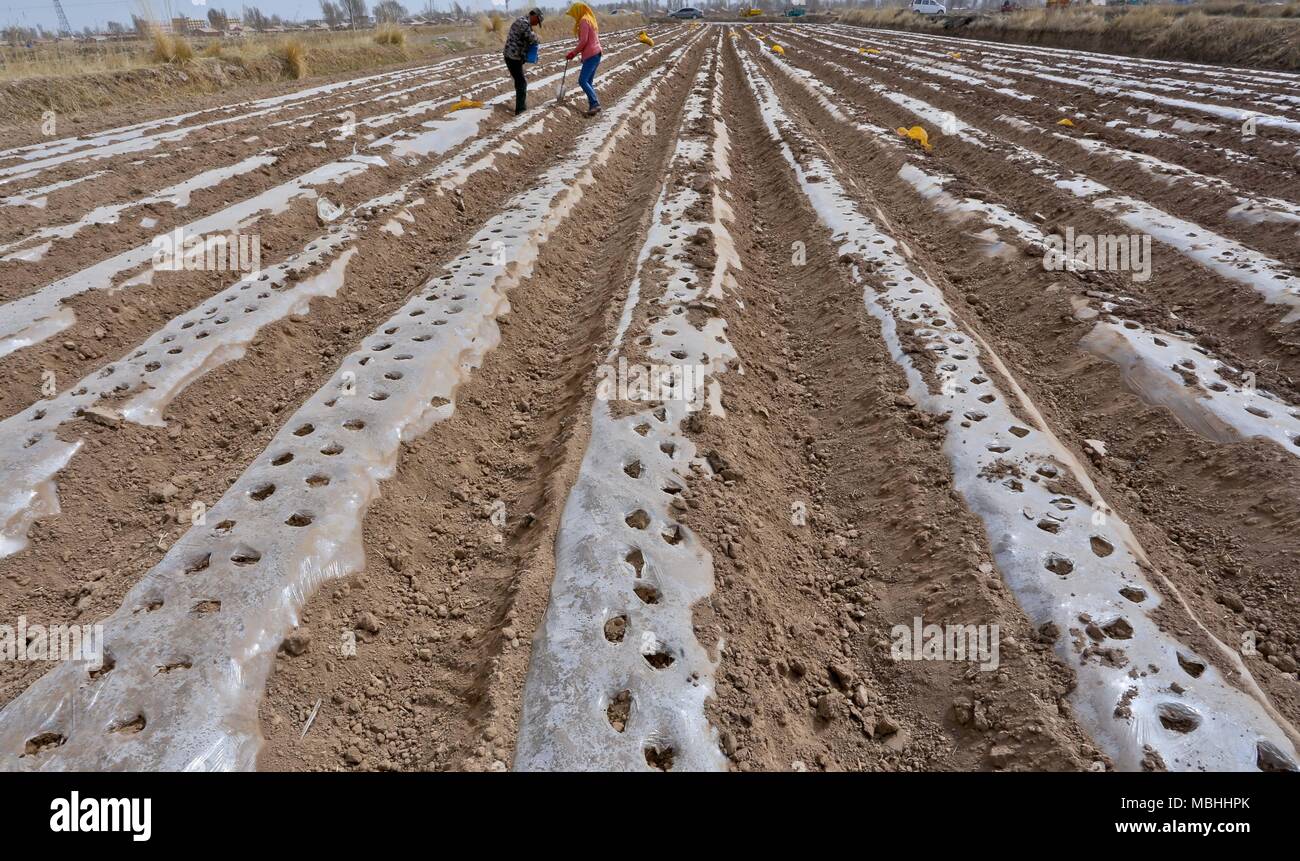 Potato farming china hi-res stock photography and images - Alamy