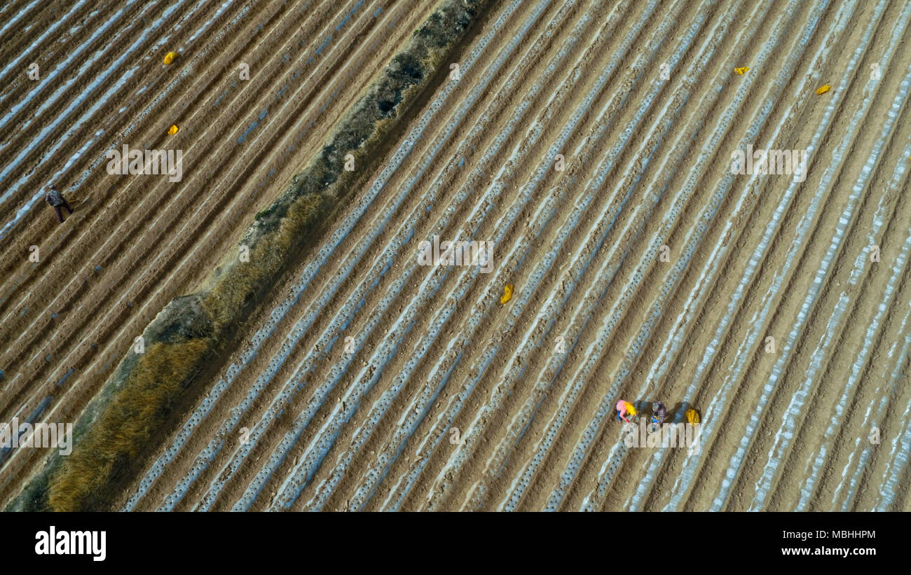 Potato farming china hi-res stock photography and images - Alamy