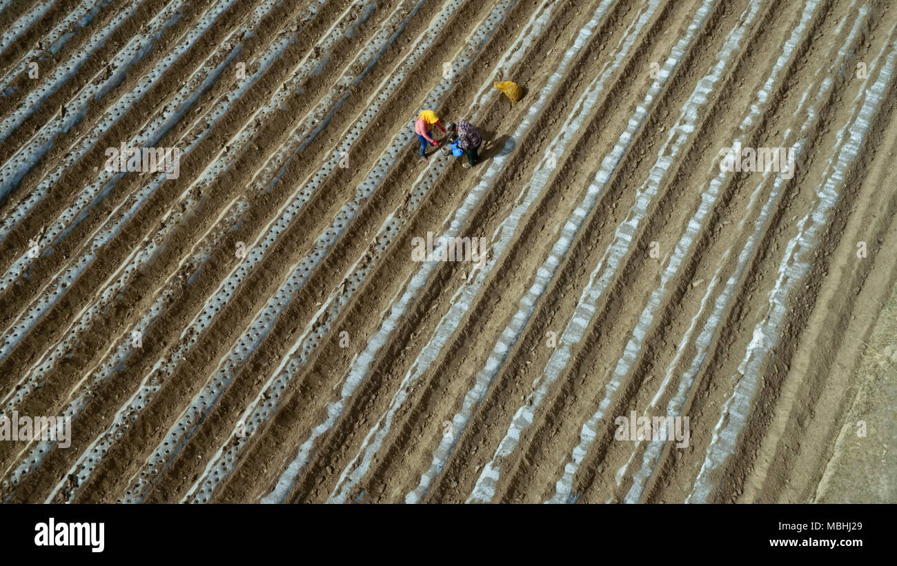 Potato farming china hi-res stock photography and images - Alamy
