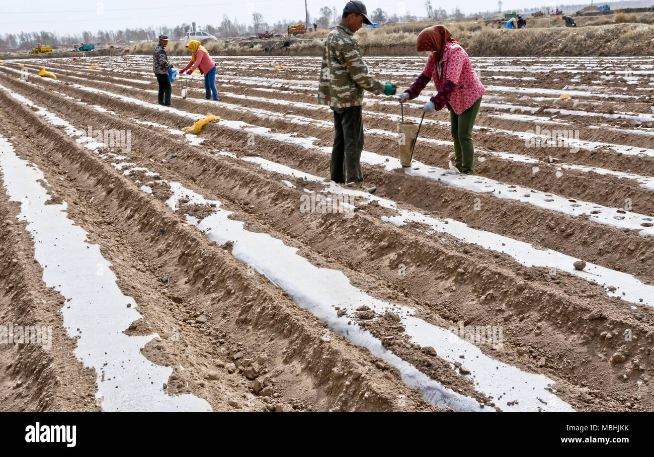 Potato farming china hi-res stock photography and images - Alamy