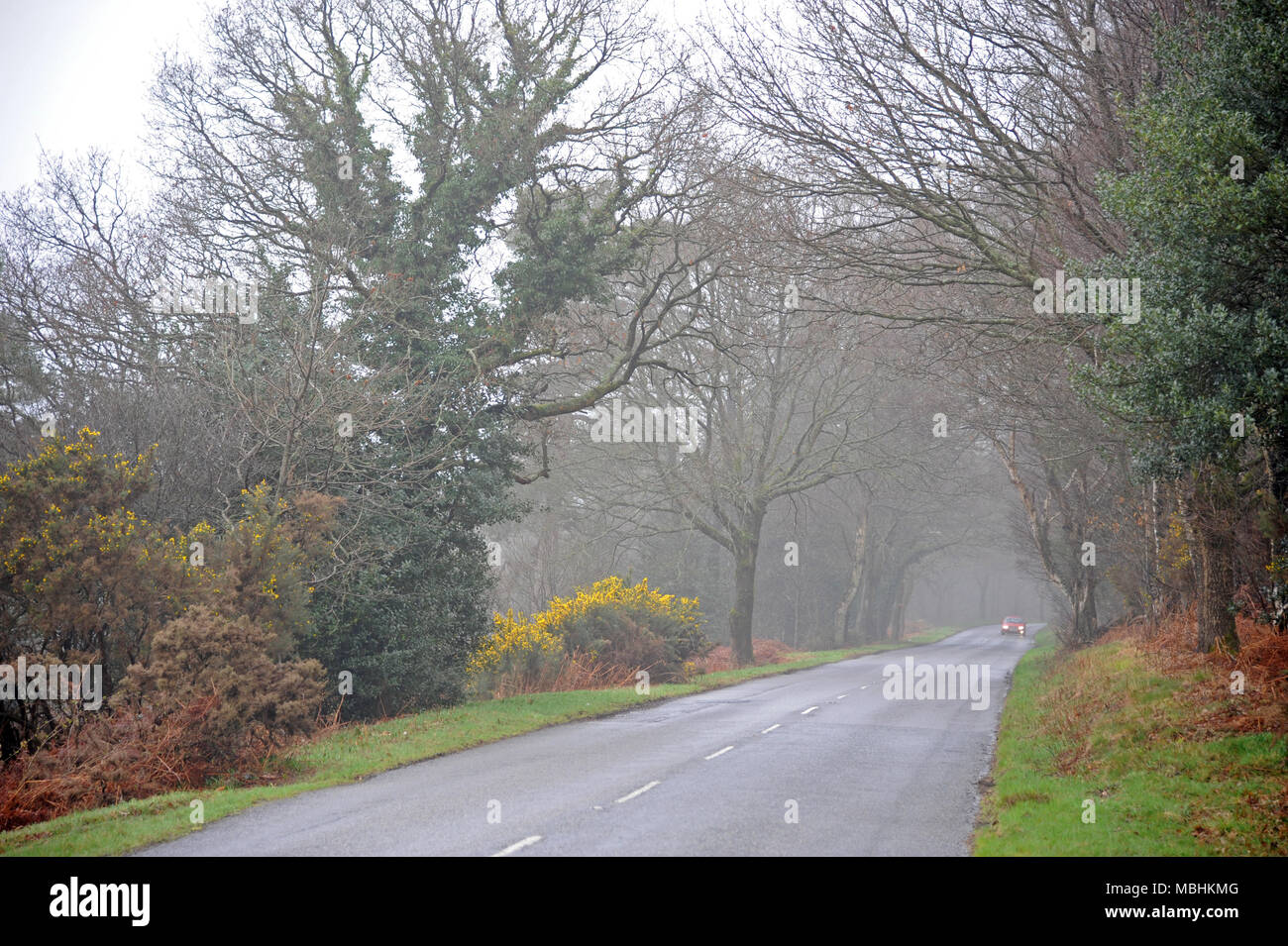Misty kent forest hi-res stock photography and images - Alamy