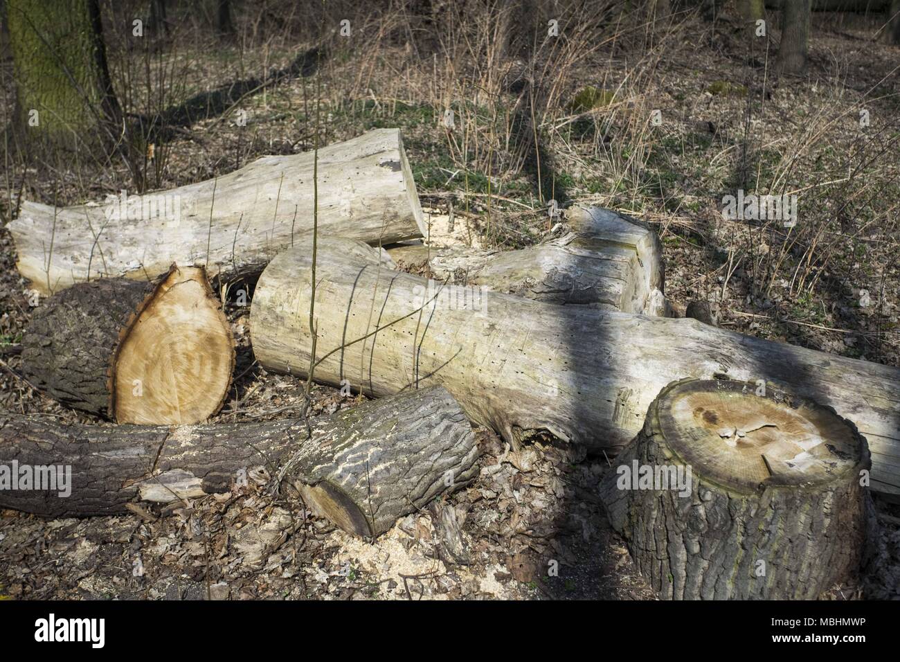 Poznan, Wielkopolska, Poland. 10th Apr, 2018. By the biologist's eyes ...