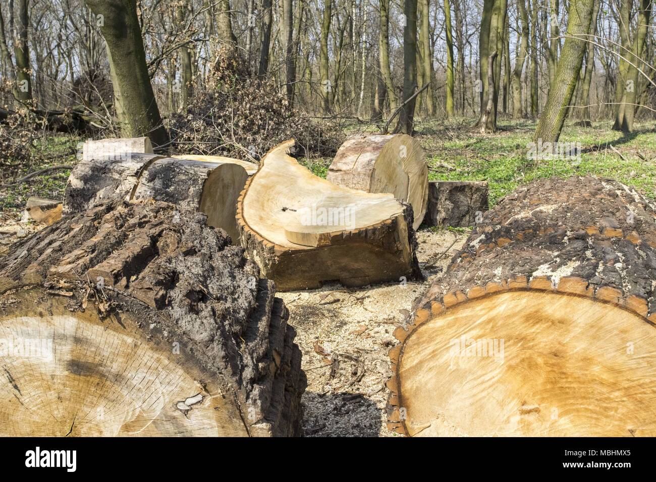 Poznan, Wielkopolska, Poland. 10th Apr, 2018. By the biologist's eyes ...