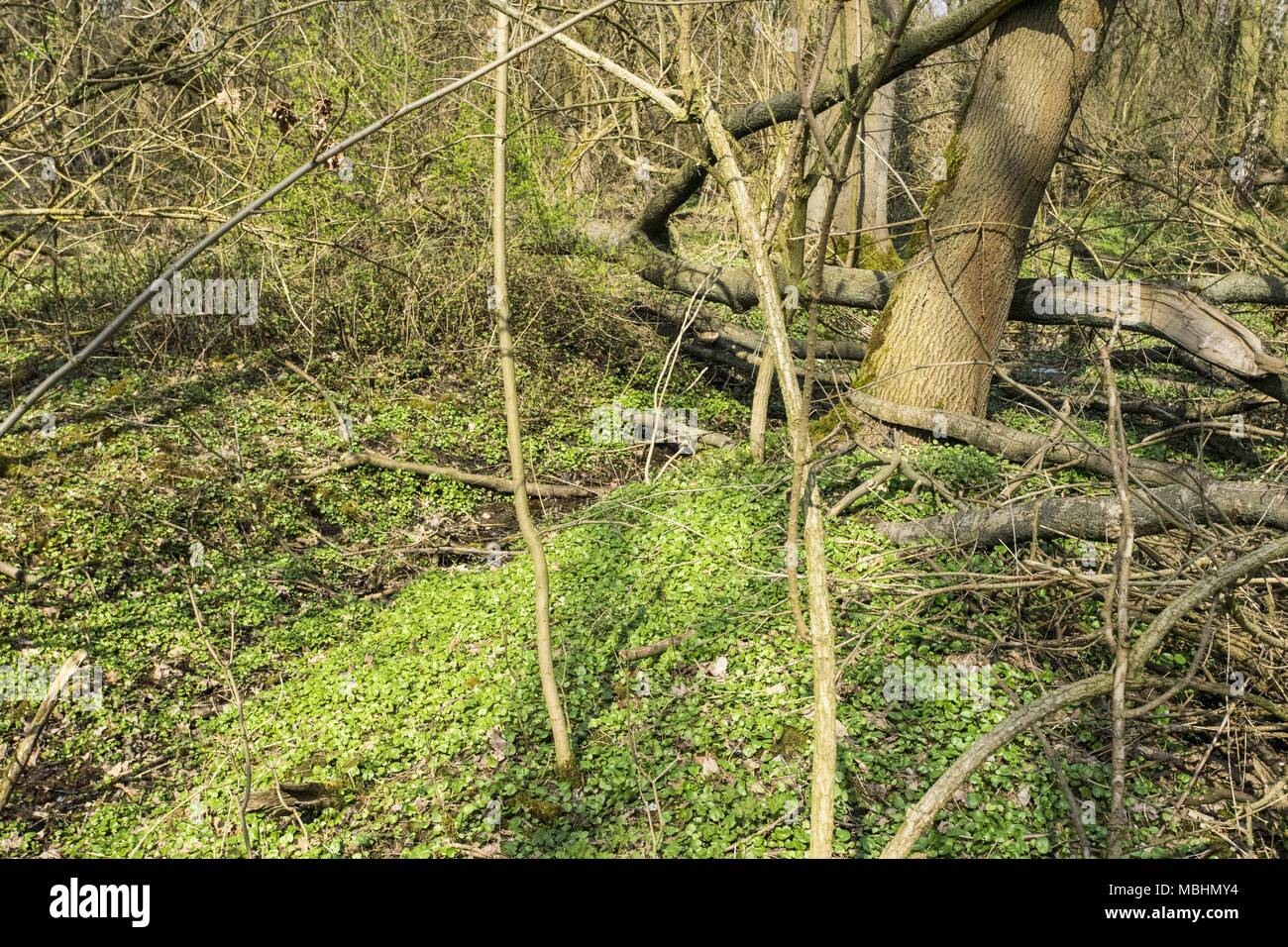 Lesser celandine trees hi-res stock photography and images - Alamy