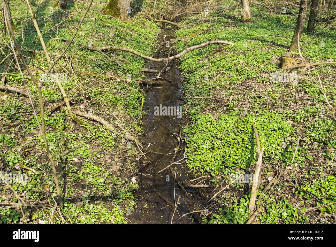 Lesser celandine trees hi-res stock photography and images - Alamy