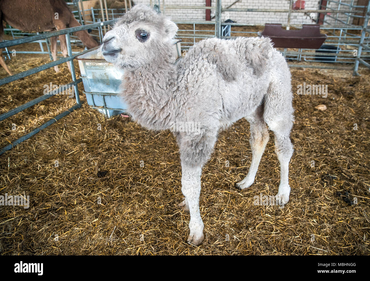 10 April 2018, Germany, Sternberger Burg: The white baby camel "Genghis ...