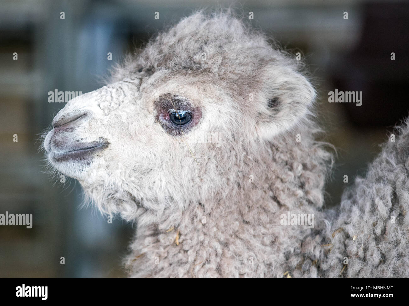 10 April 2018, Germany, Sternberger Burg: The white baby camel "Genghis ...