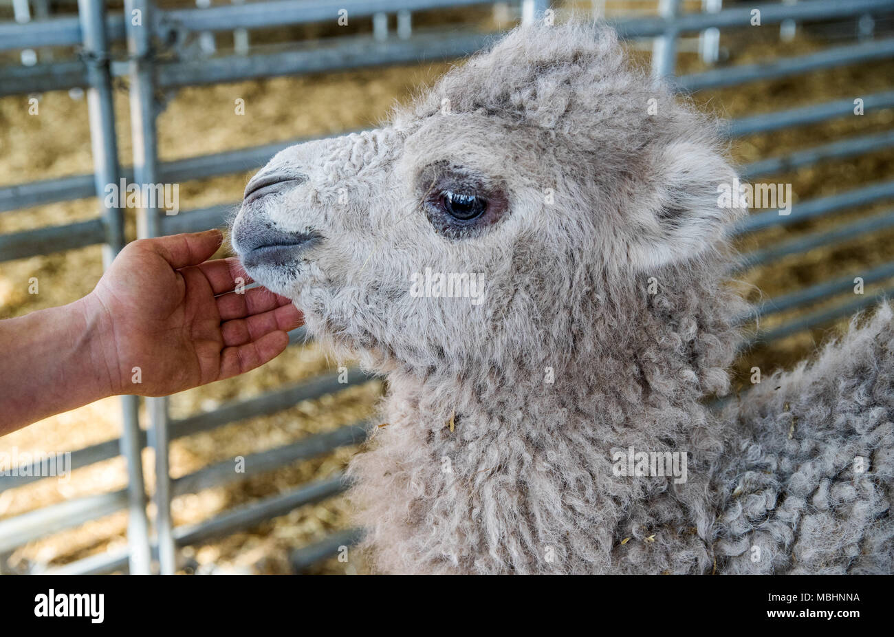 10 April 2018, Germany, Sternberger Burg: The white baby camel "Genghis ...