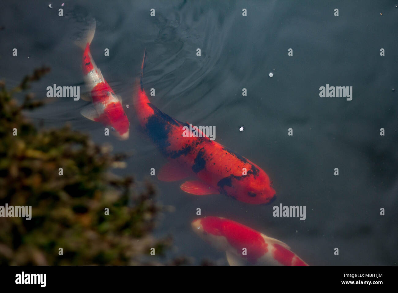 Philadelphia, USA. 11th April, 2018. Koi fish are seen in a pond the ...