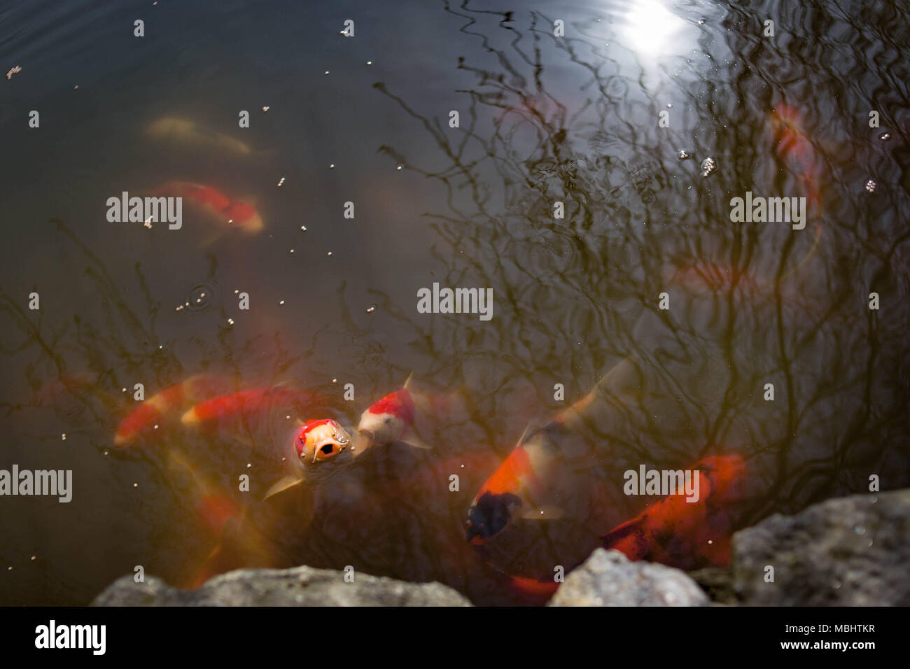 Philadelphia, USA. 11th April, 2018. Koi fish are seen in a pond the ...