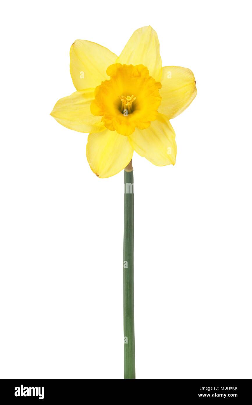 One yellow daffodil isolated on white backkgroud Stock Photo - Alamy