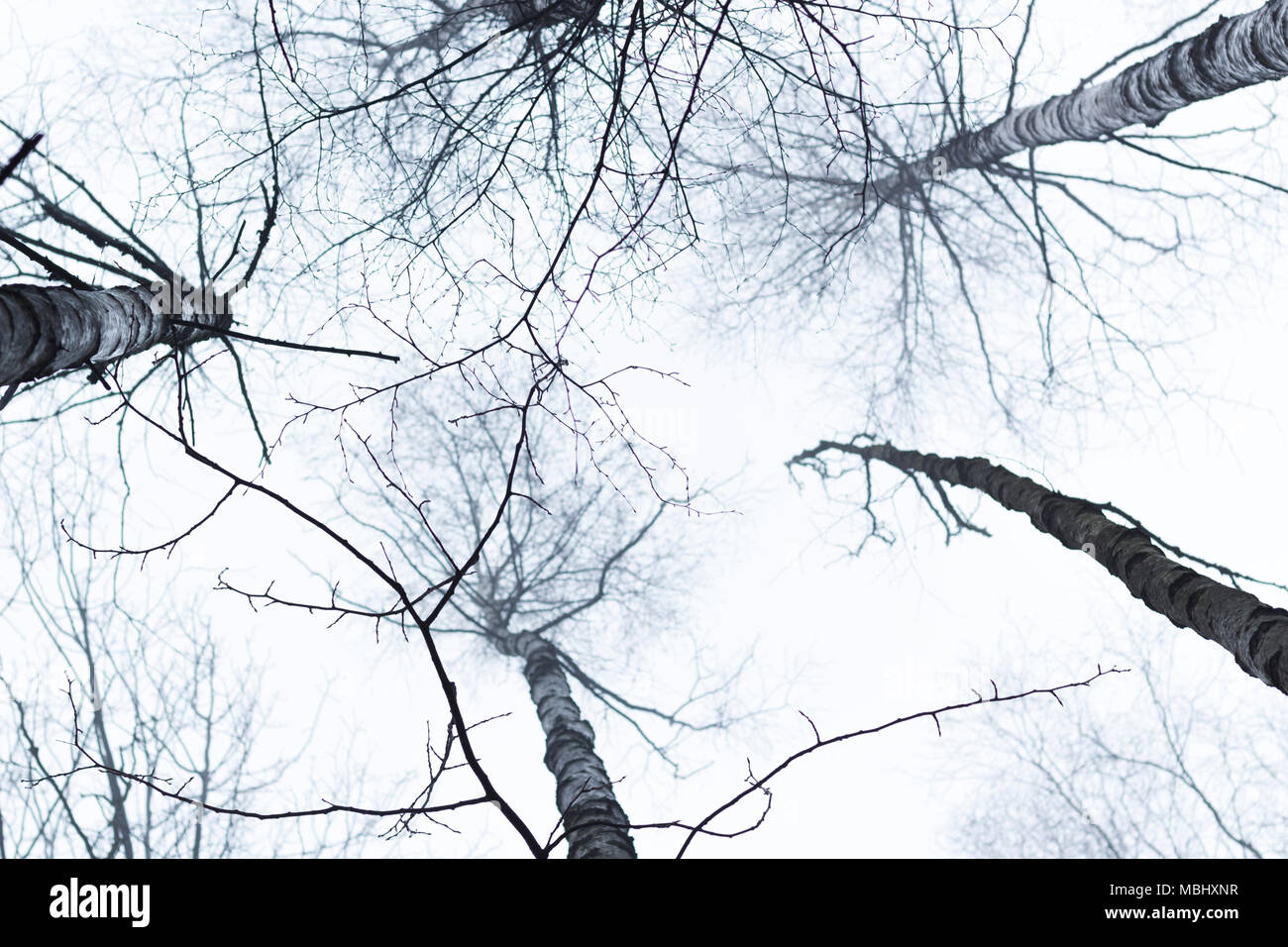Birch tree tops photographed from below, with bright sky above them ...