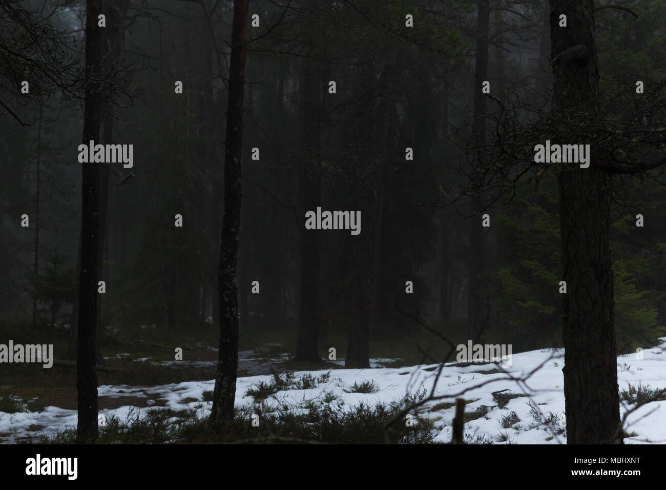 Forest with pine and fir trees. Misty, moody, morning. Nackareservatet ...