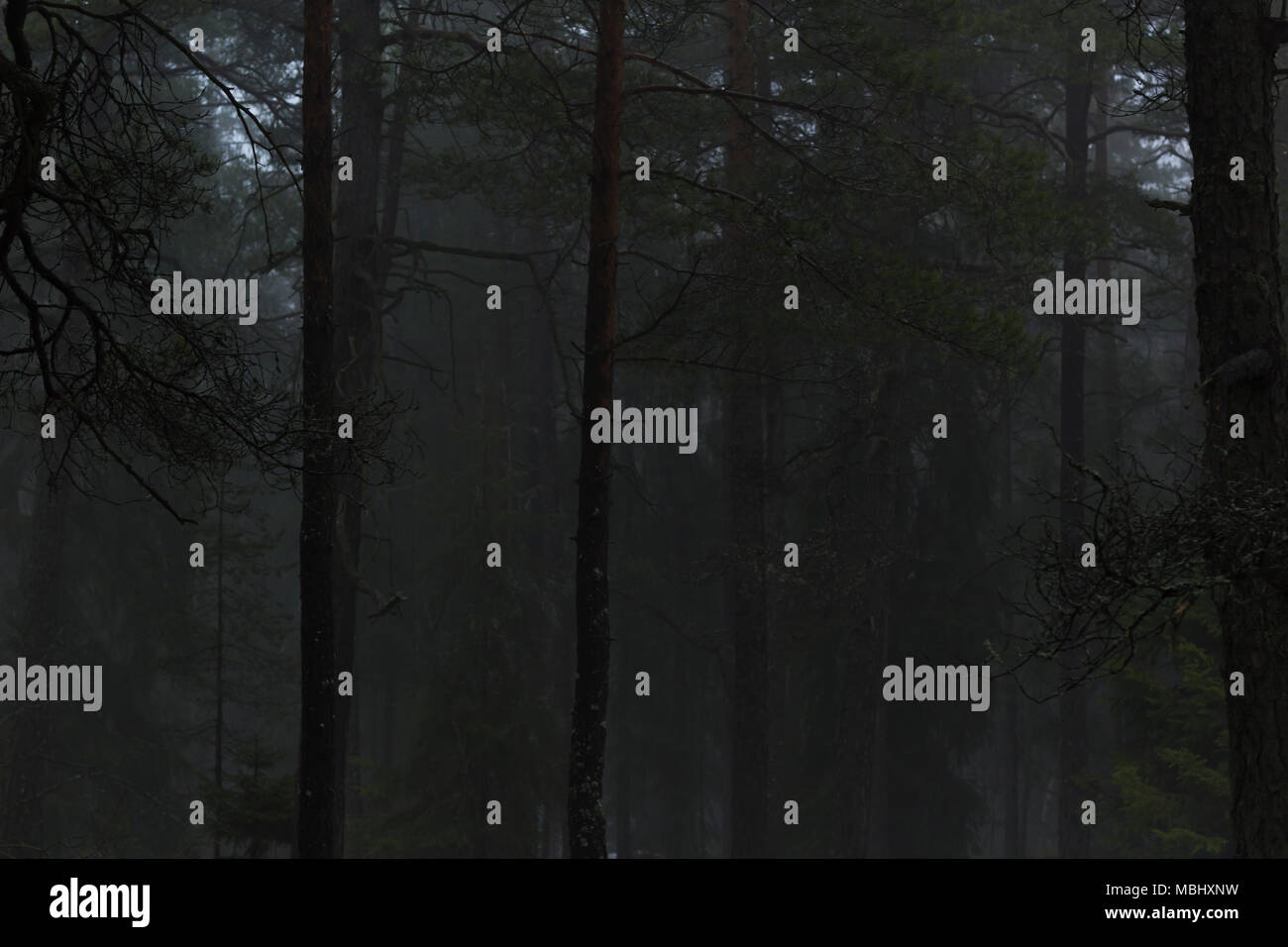 Forest with pine and fir trees. Misty, moody, morning. Nackareservatet ...