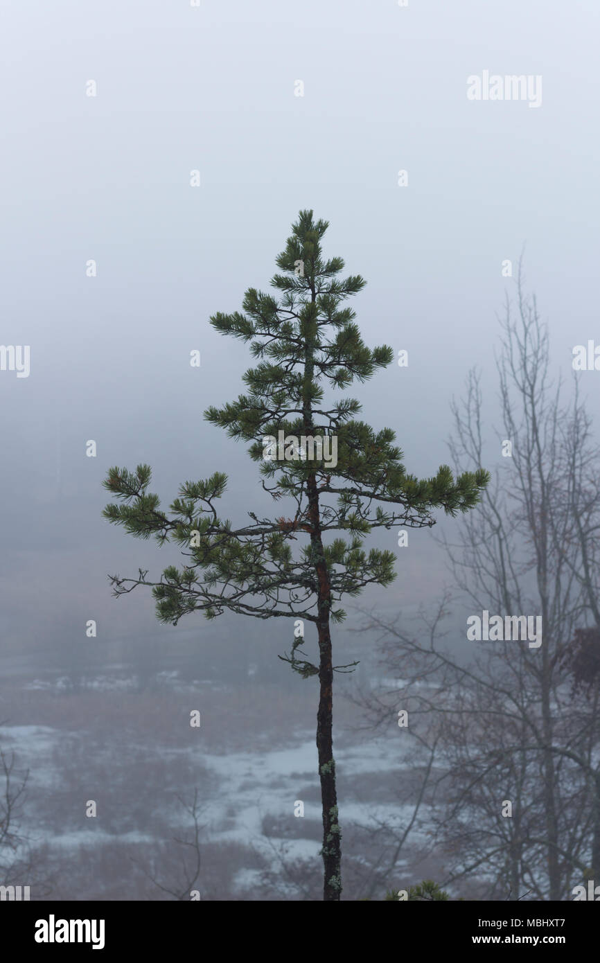 Spooky pine tree hi-res stock photography and images - Alamy